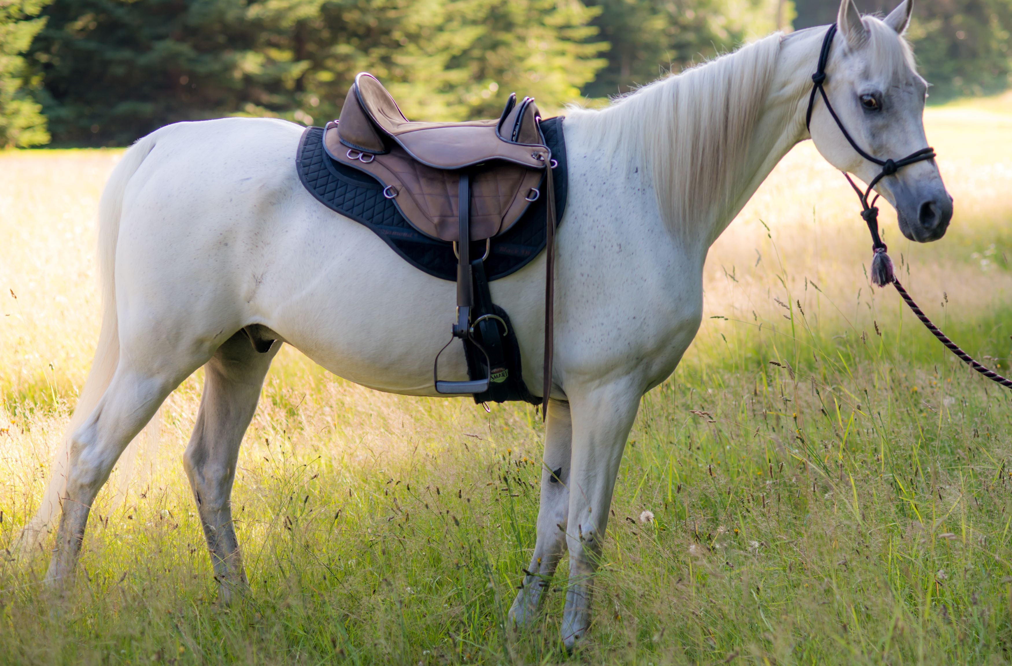 Leather Treeless Saddles – BlackForestSaddles