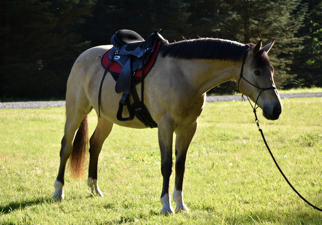 Products – BlackForestSaddles