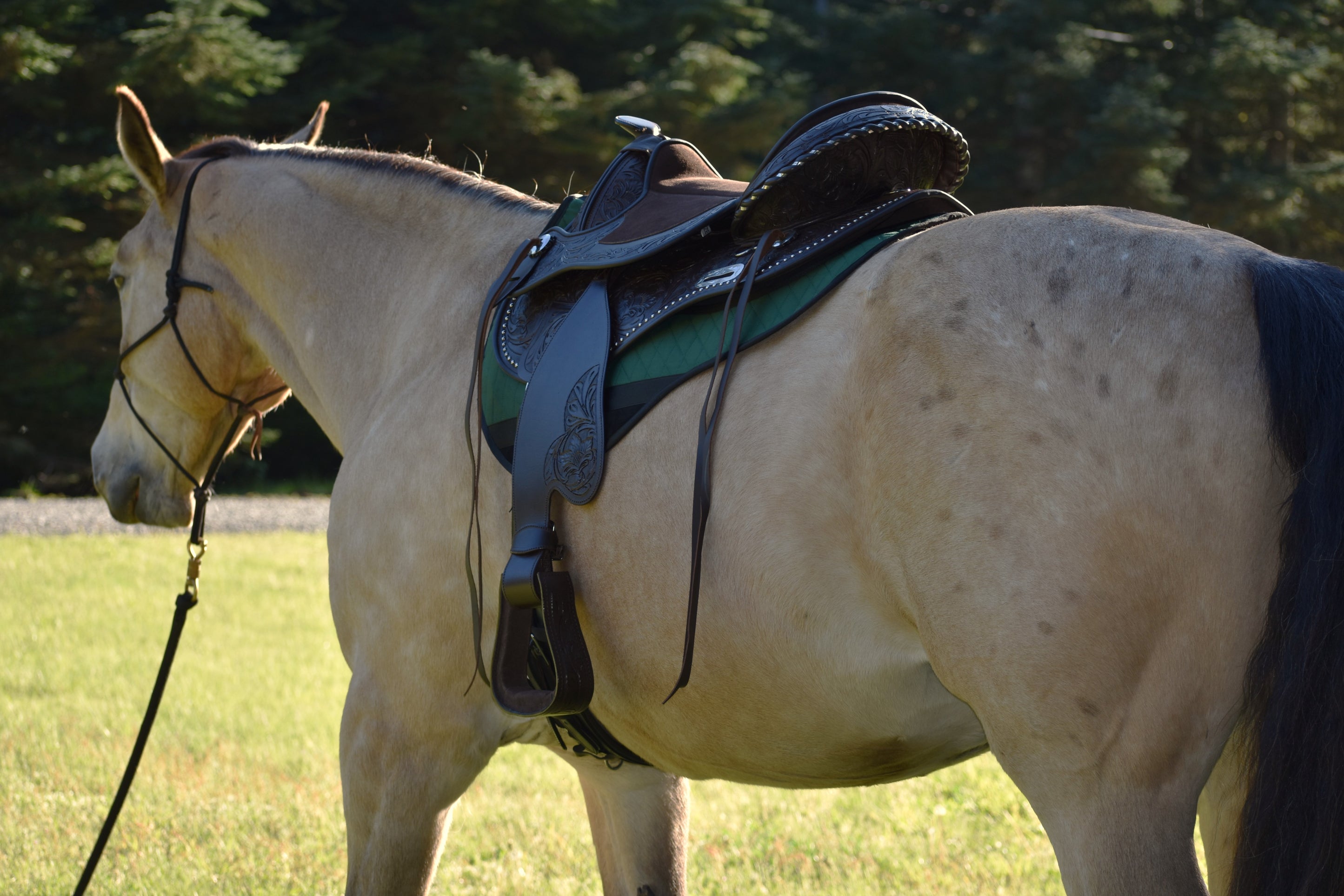 Products – BlackForestSaddles