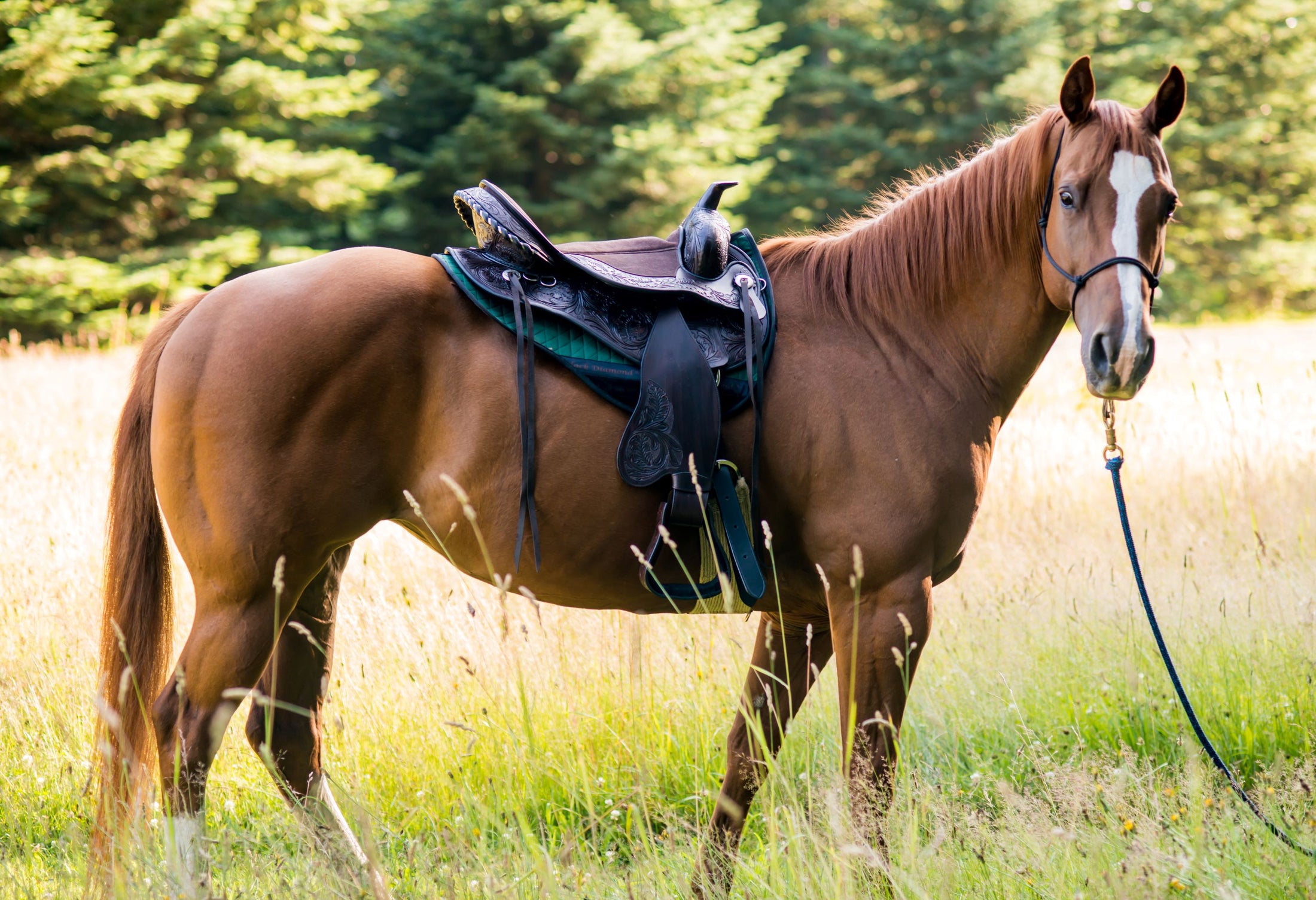 Rosewood Treeless Saddle – BlackForestSaddles
