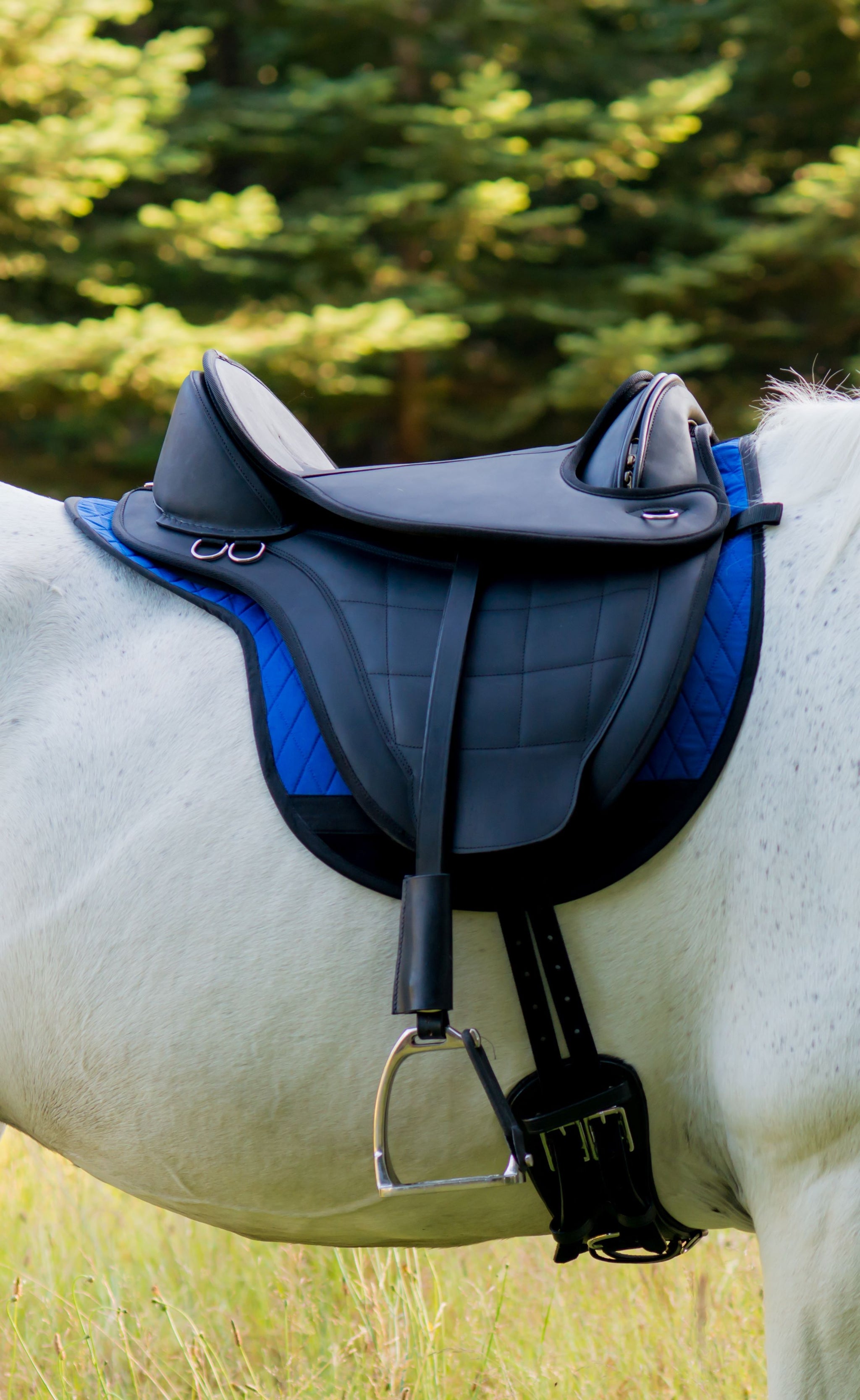 Shasta – BlackForestSaddles