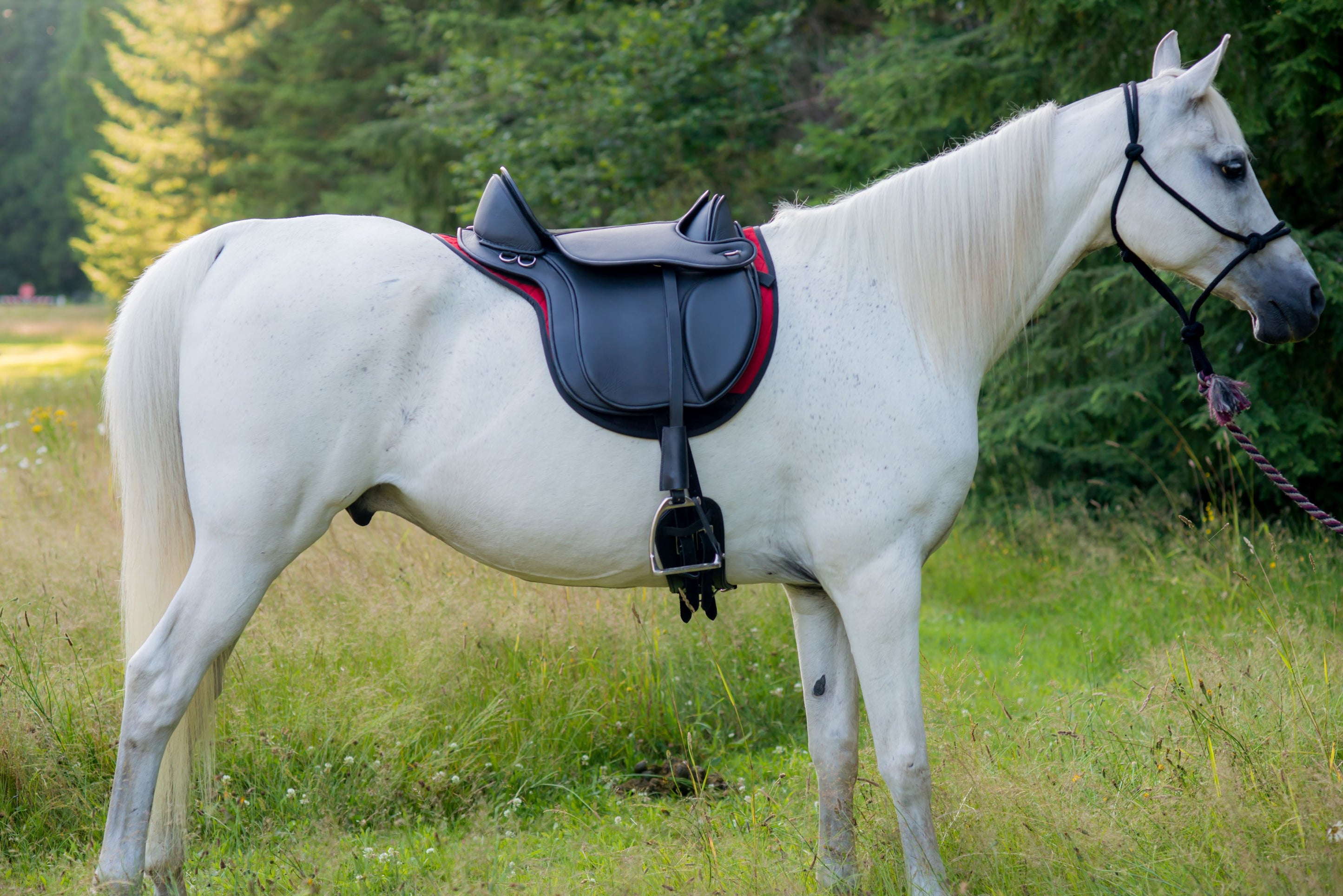 Aspen – BlackForestSaddles