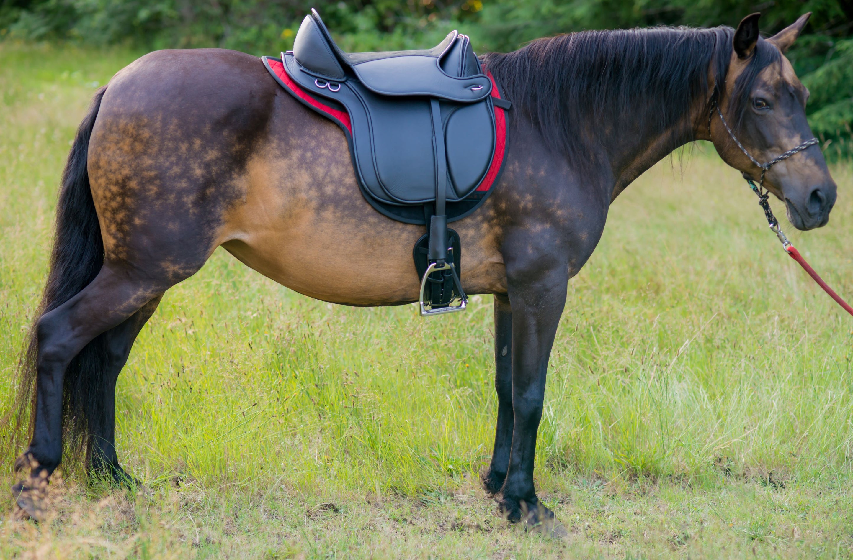 Aspen – BlackForestSaddles