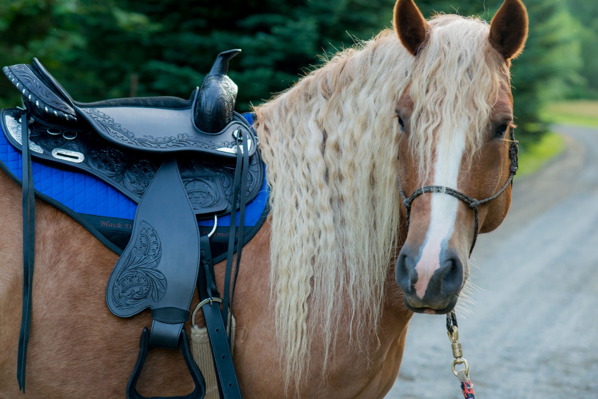 Rosewood Treeless Saddle – BlackForestSaddles